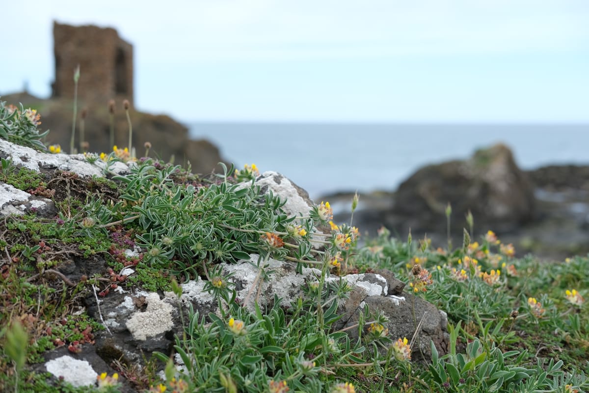 The Writing Ecosystem: Life, Death, and Rebirth in Our Creative Process ...